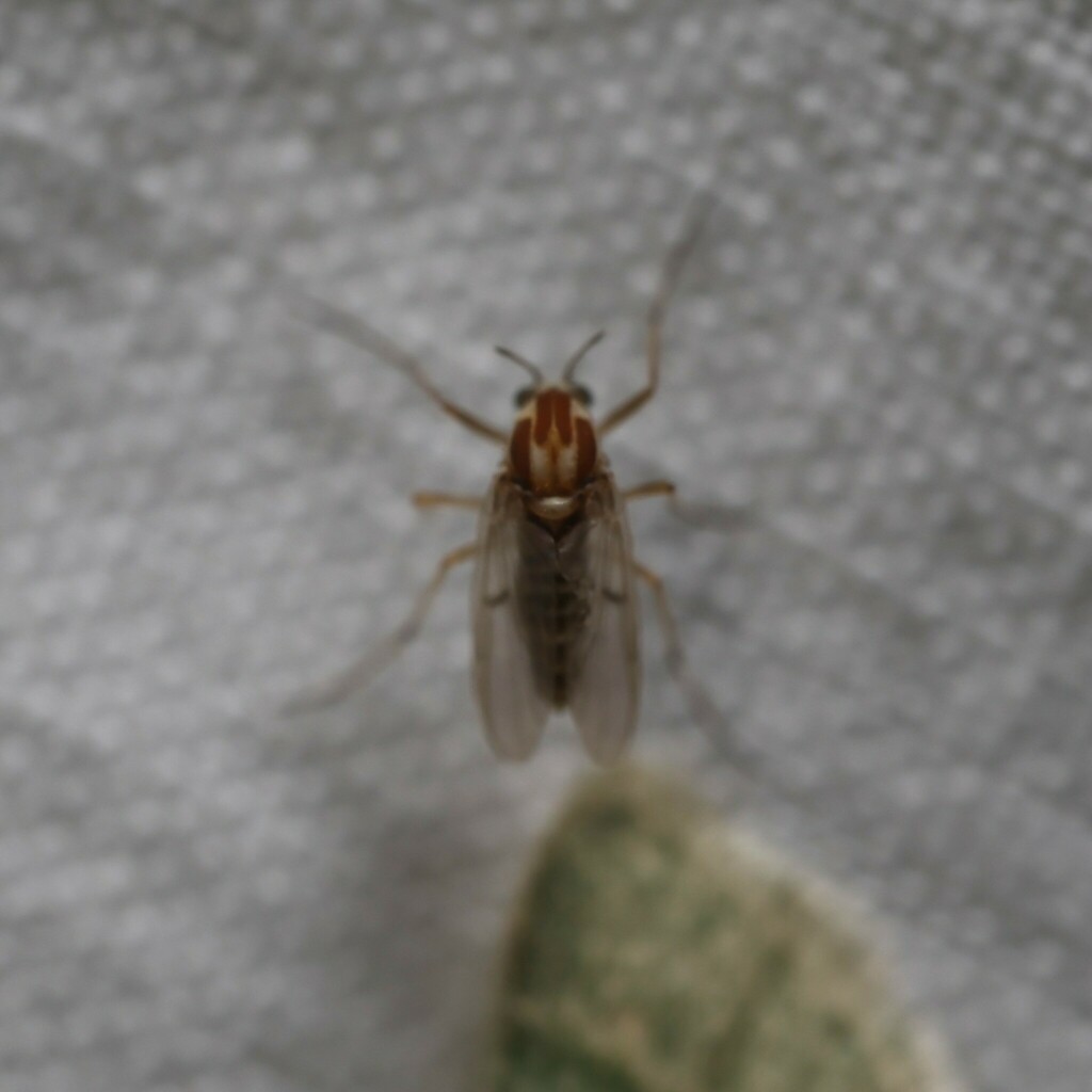 Procladius bellus from Lewisville, TX, USA on March 30, 2024 at 10:27 ...