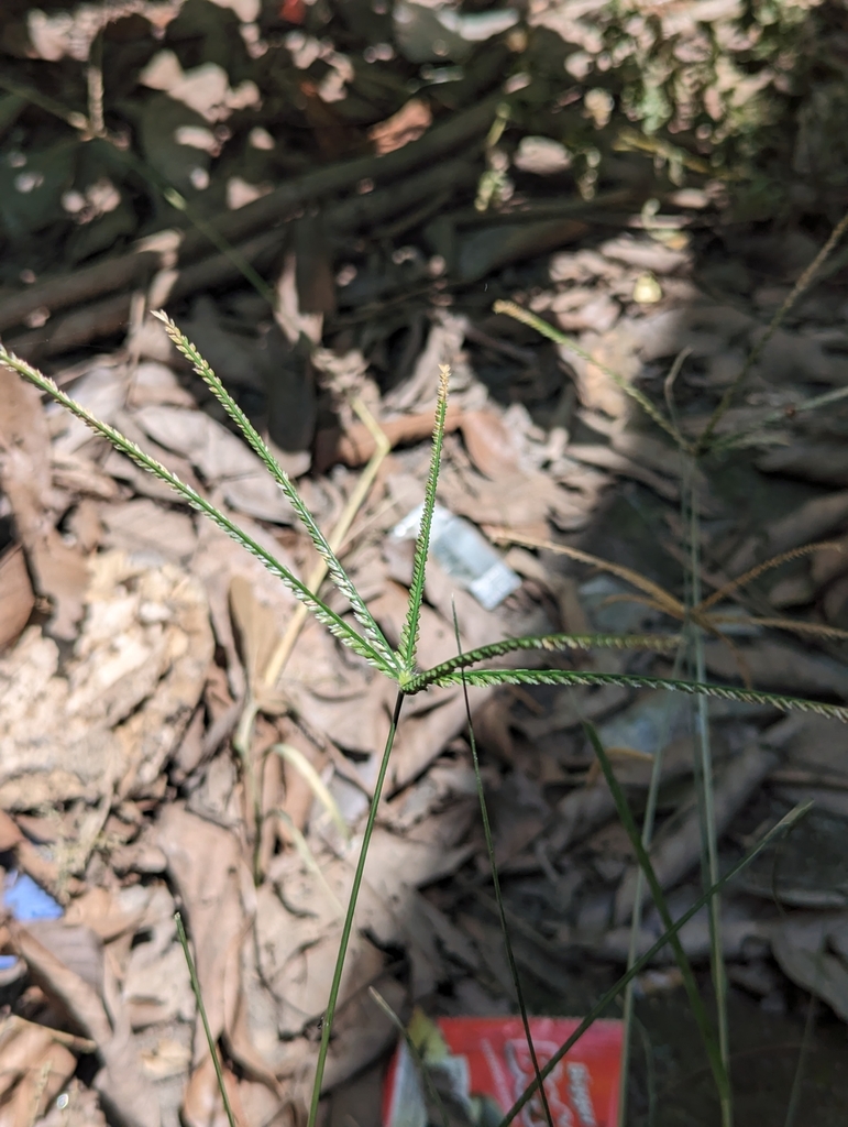 Goose Grass from Kabangjo, Sidomoyo, Kec. Godean, Kabupaten Sleman ...