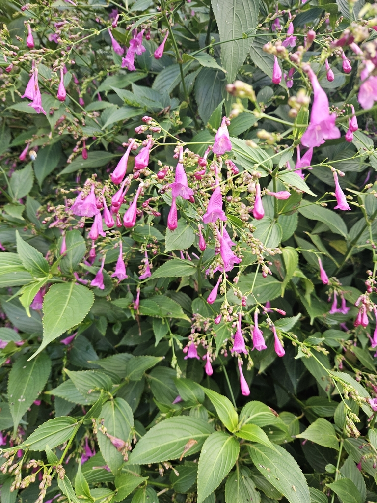 Chinese Rain Bell from Tamborine Mountain QLD 4272, Australia on April ...
