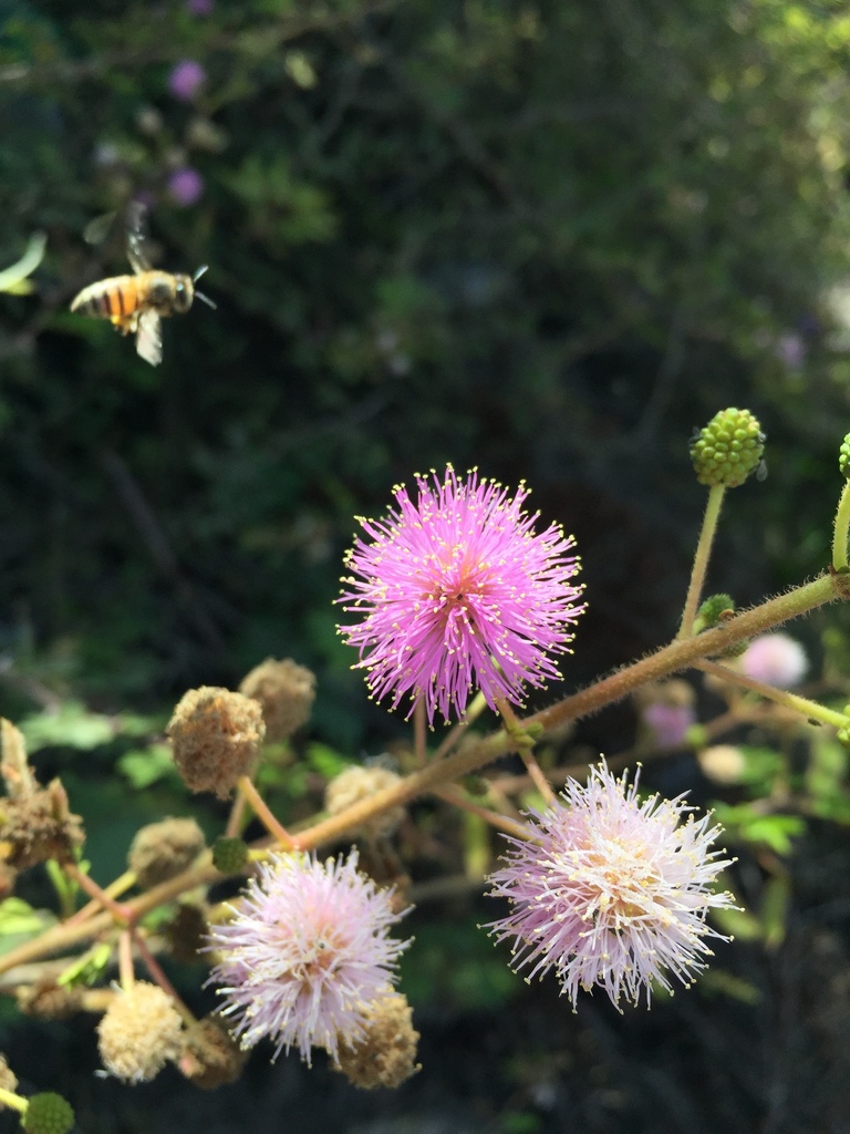 Western Honey Bee from Río Presidio, Mazatlán, SIN, MX on April 27 ...