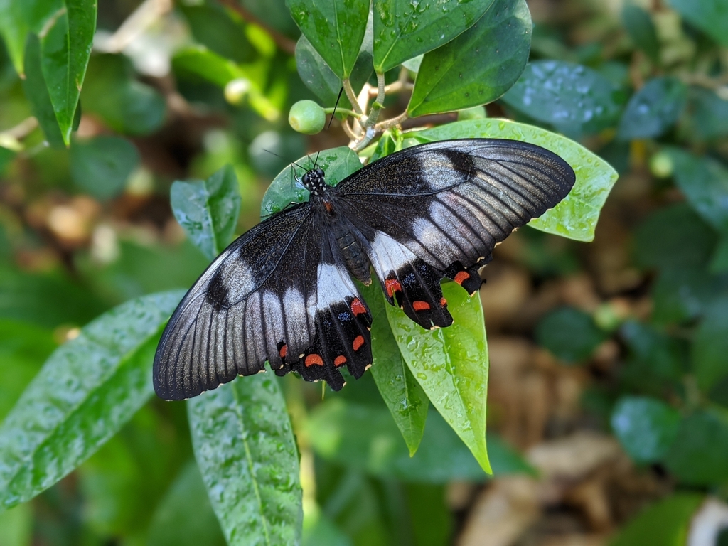 Orchard Swallowtail from Parkville VIC 3052, Australia on December 29 ...