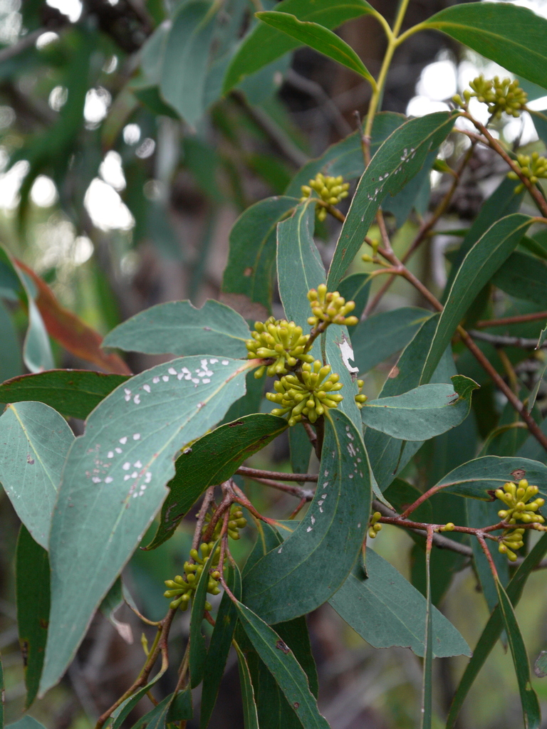 South Gippsland Peppermint from Wilsons Promontory, South Gippsland ...