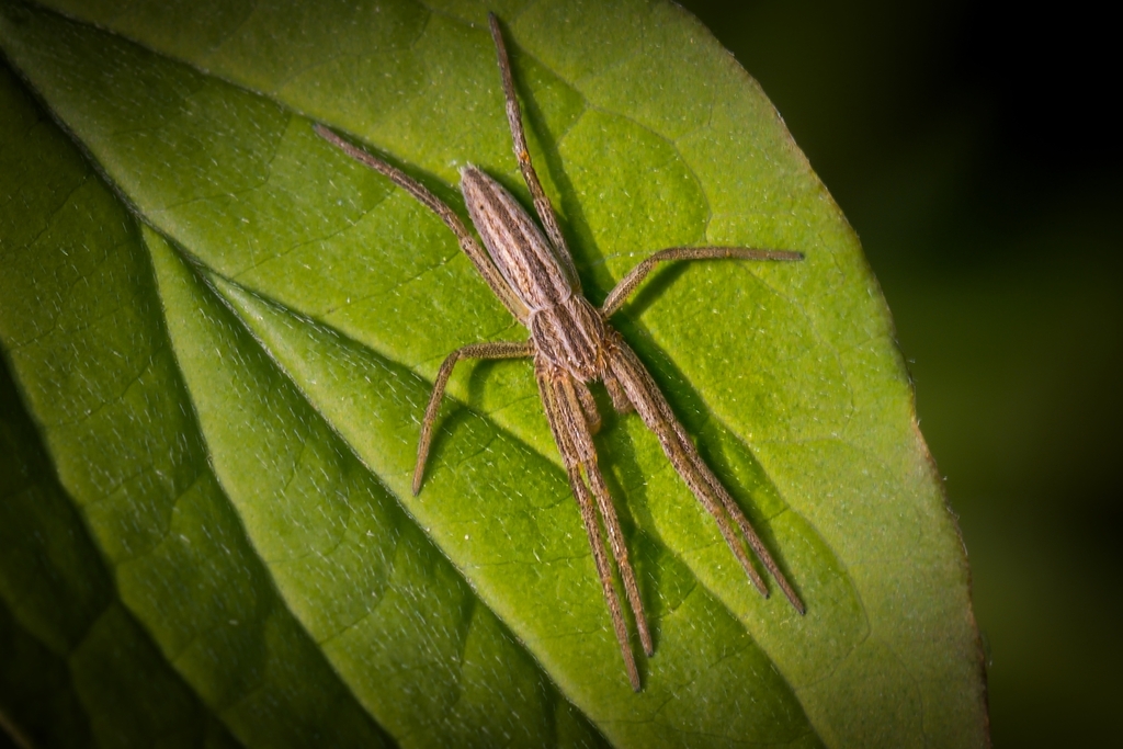 Oblong Running Spider from Bratislava, Slovensko on April 5, 2024 at 03 ...