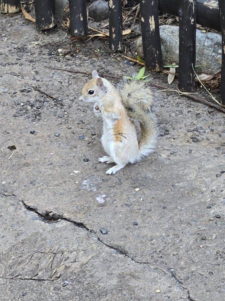 Squirrels from Bay Lake, FL, USA on April 5, 2024 by Brittany Cuba ...