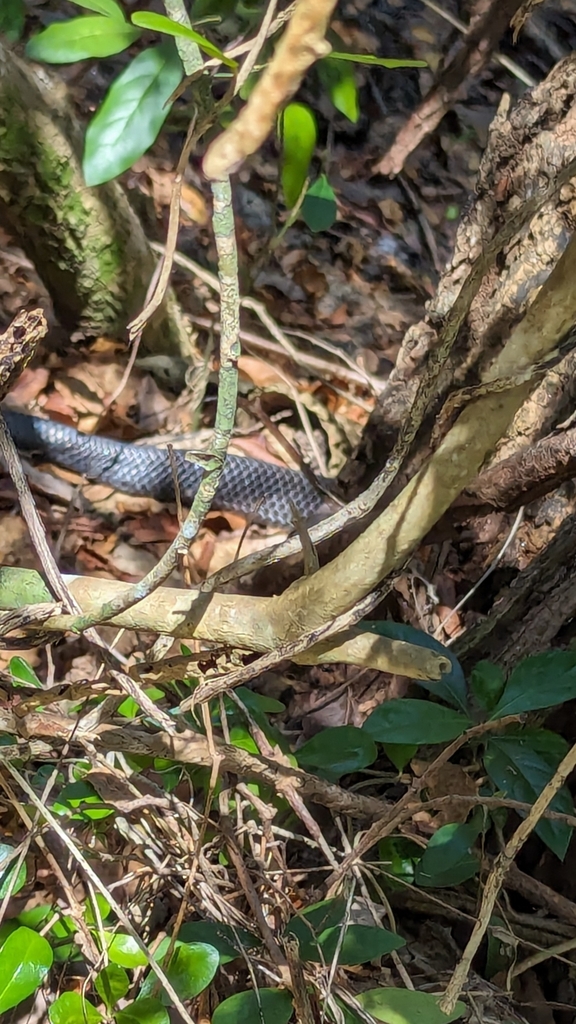 Eastern Indigo Snake in April 2024 by Percy Ulsamer. Thick and large ...