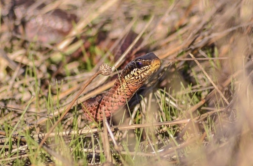 Chilean Green Racer from Aníbal Pinto, Concepción, Región del Biobío ...