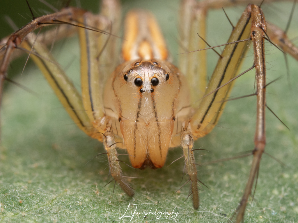 Grass lynx spiders from Sungai Bakap, 14200 Sungai Jawi, Penang, Malaysia on April 6, 2024 at 09 ...
