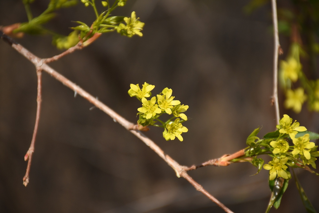 Shandong Maple from 中国北京市海淀区 on April 5, 2024 at 09:14 PM by 颜鹏鹏 ...