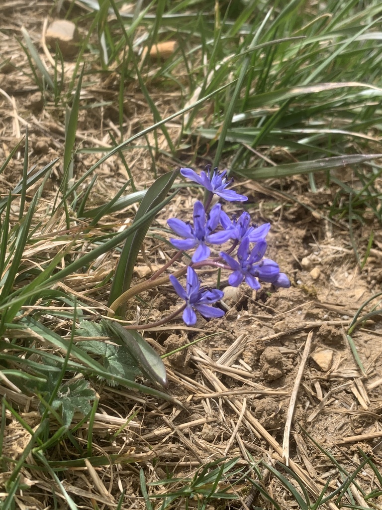 Alpine Squill from Parc naturel régional du Massif des Bauges, Les ...