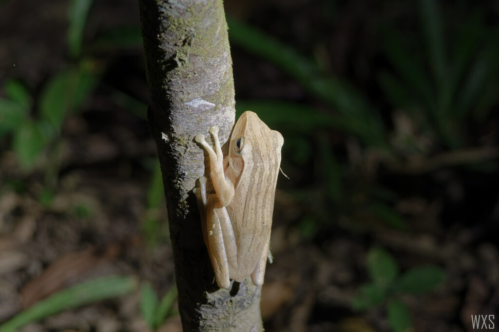 Common Southeast Asian Tree Frog from Sepilok, 90000 Sandakan, Sabah ...
