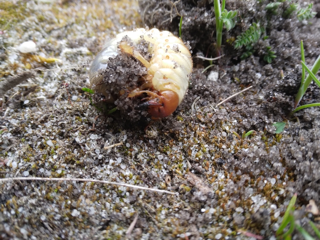 Large Sand Scarab from Andernos-les-Bains on April 7, 2024 at 04:24 PM ...