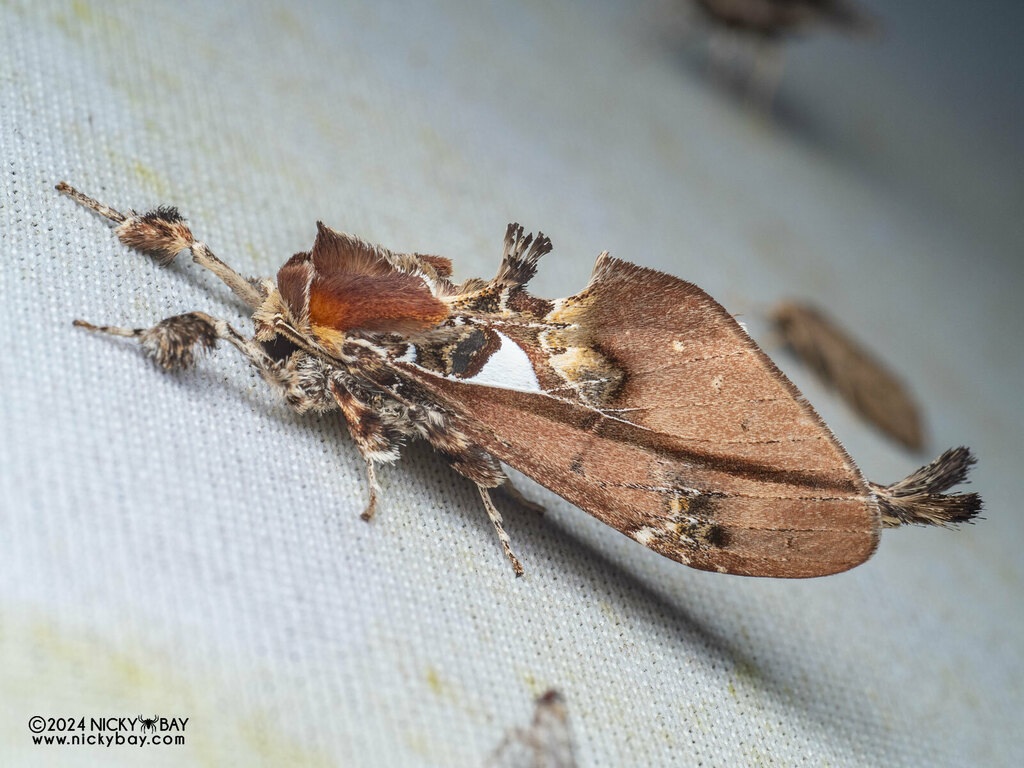 Ginshachia bronacha from Trusmadi Forestry reserve FMU 10, Apin Apin ...