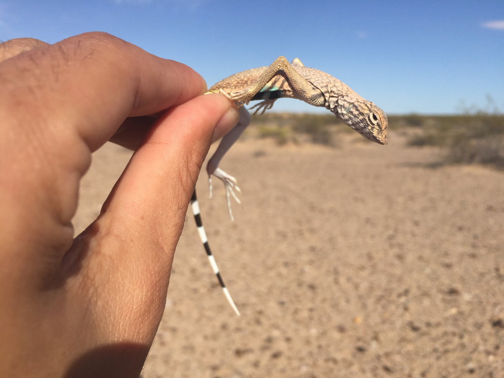Zebra-tailed Lizard from San Luis Río Colorado, San Luis Río Colorado ...