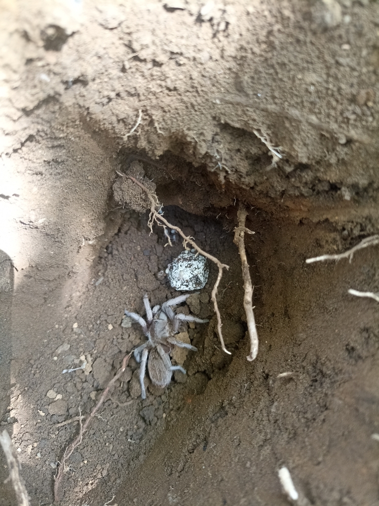 Fossorial Tarantula from C4V9+M5G, León, Nicaragua on April 7, 2024 at ...