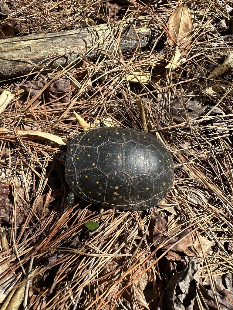 Spotted Turtle in March 2024 by pascarosa · iNaturalist