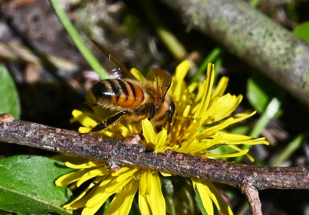 Western Honey Bee from Blount County, TN, USA on April 6, 2024 at 02:23 ...