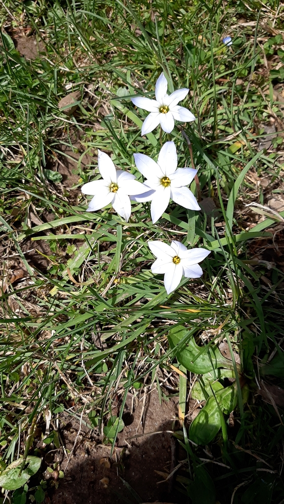 Spring starflower from Baltimore on April 7, 2024 at 01:12 PM by Robert ...