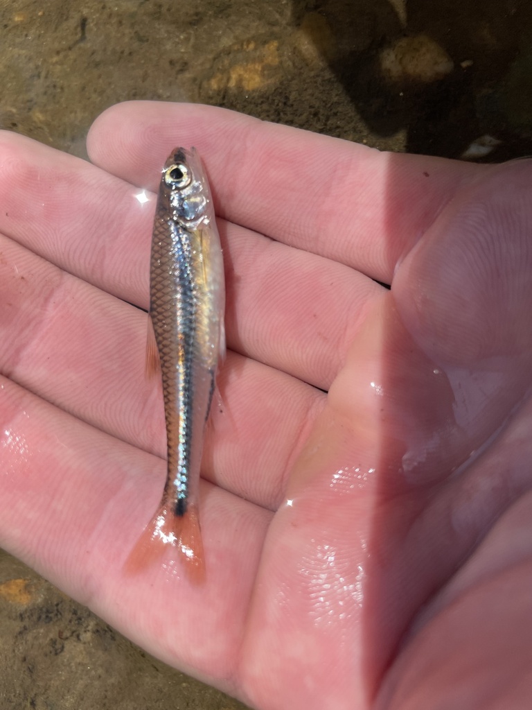 North American Minnows from Log Lake Road, Milton, FL, US on March 27 ...
