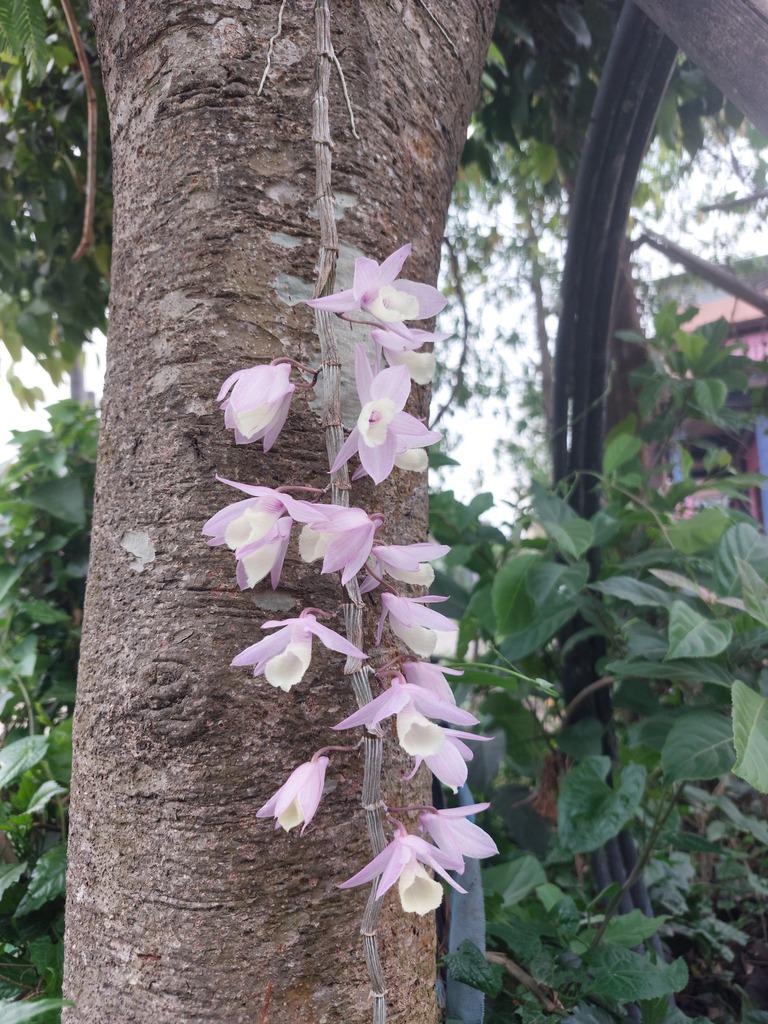 Hooded Orchid from Mechinagar, Nepal on April 7, 2024 at 03:47 PM by ...