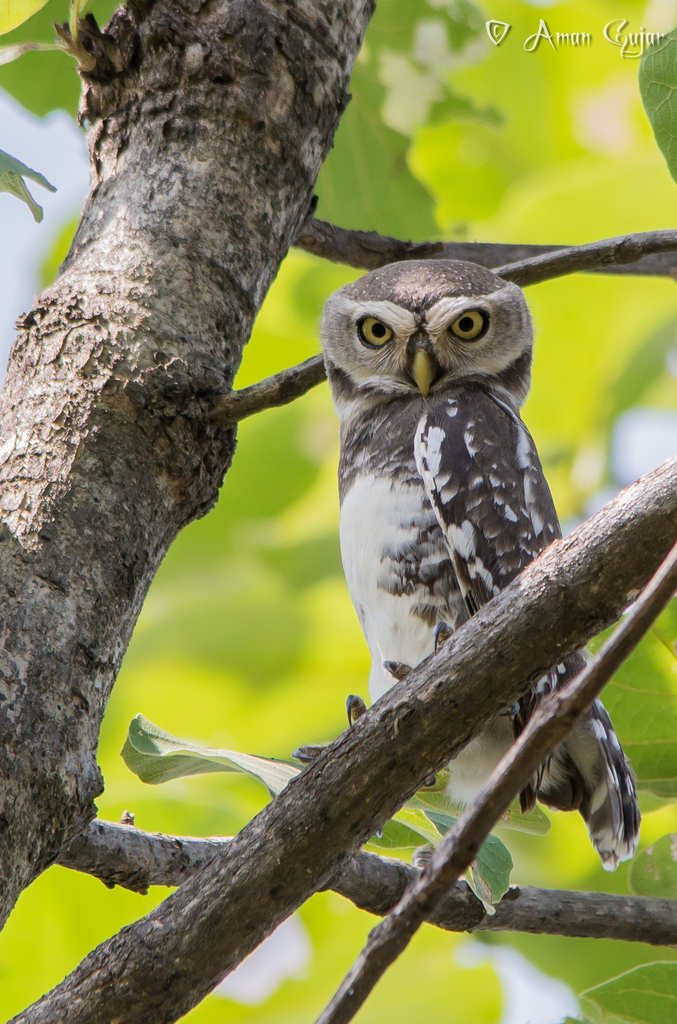 Forest Owlet in October 2014 by Aman Gujar. The critically endangered ...