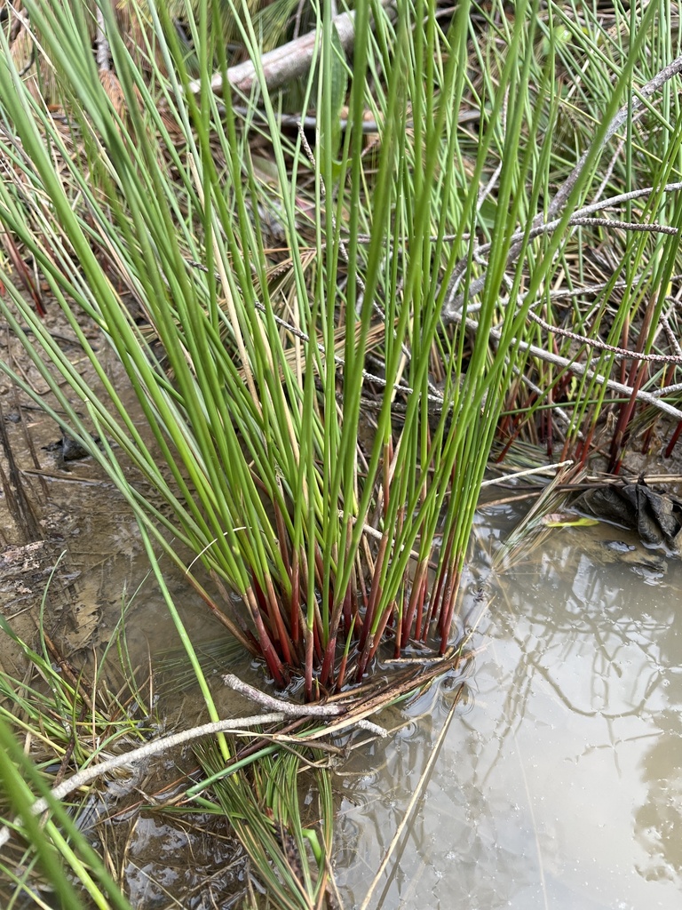Soft Rush from SR-162, Ferdinand, IN, US on April 4, 2024 at 01:02 PM ...