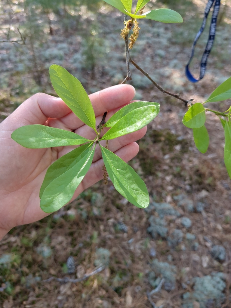 dicots from Appling, GA 30802, USA on March 30, 2024 at 10:16 AM by ...