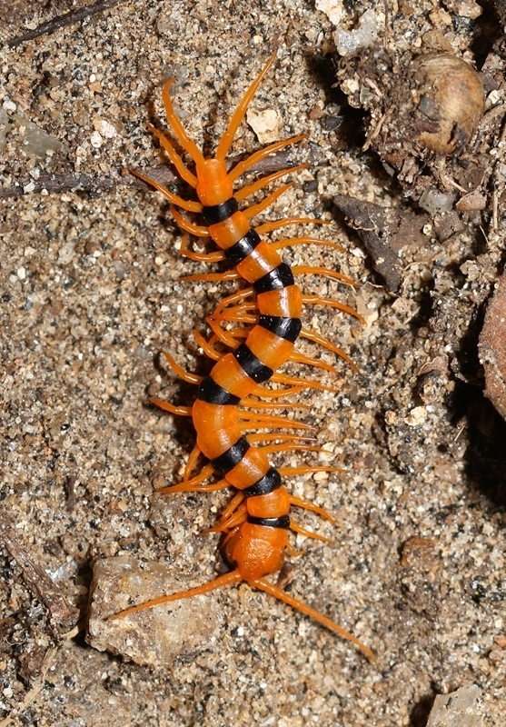 Indian Tiger Centipede from Anuradhapura, Sri Lanka on April 7, 2024 at ...