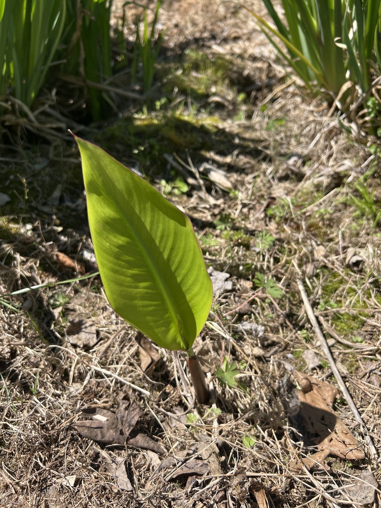 Indian shot from Brooknell Ct NW, Concord, NC, US on April 7, 2024 at ...