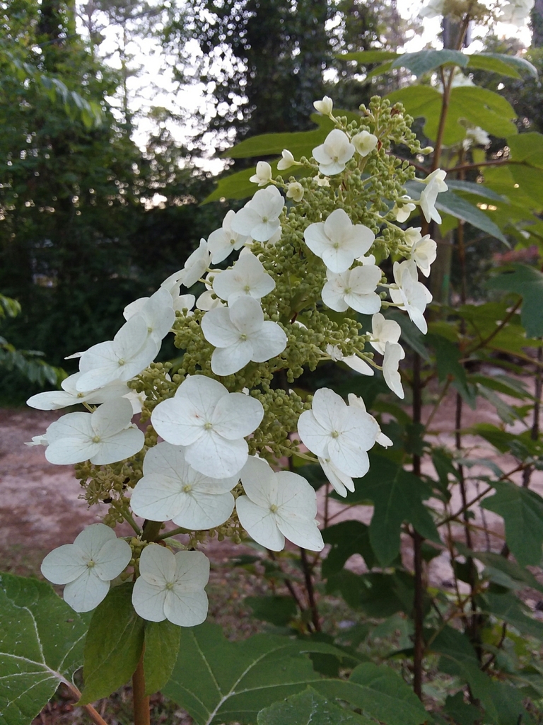 oakleaf hydrangea from 7th Ave, Albany, GA 31707, USA on April 27, 2019 ...