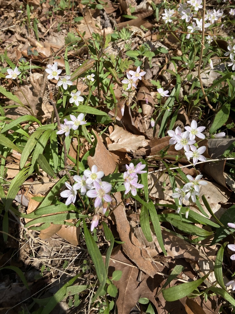 Virginia Springbeauty from Hemlock Overlook Regional Park, Manassas ...