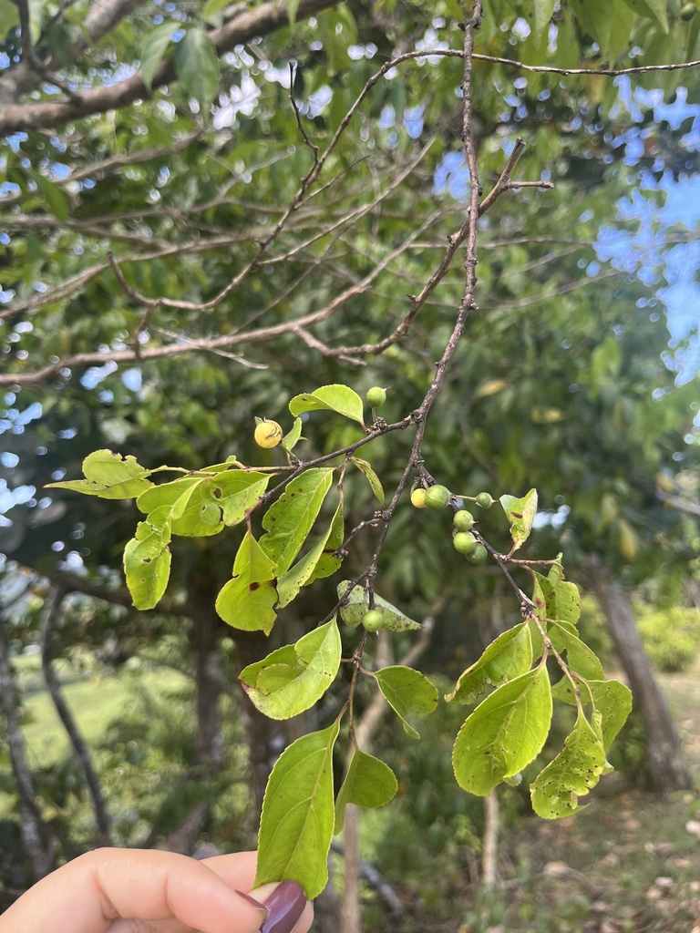 Casearia decandra from Puerto Rico, Ceiba, Puerto Rico, US on April 07 ...