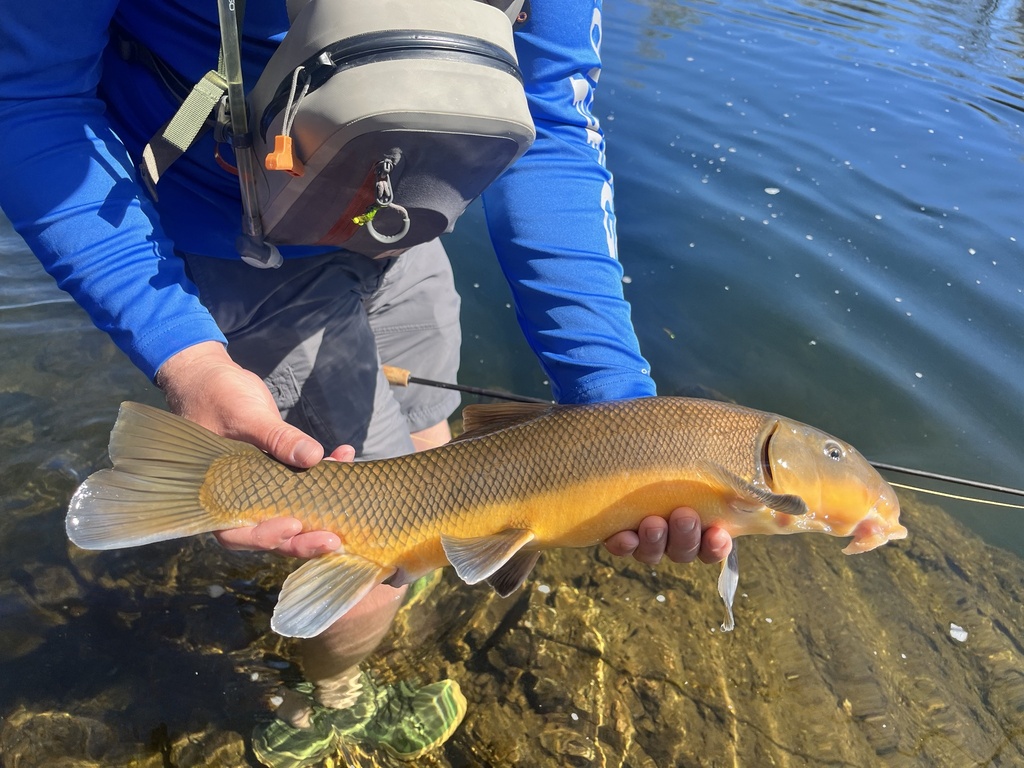 Sonora Sucker from Salt River, Mesa, AZ, US on March 29, 2024 at 10:12 ...