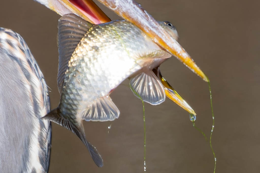 Goldfish from Groveton, VA, USA on April 7, 2024 at 10:17 AM by James ...