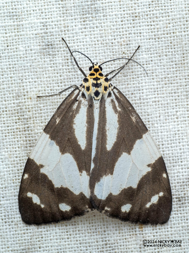 Utetheisa abraxoides from Trusmadi Forestry reserve FMU 10, Apin Apin ...