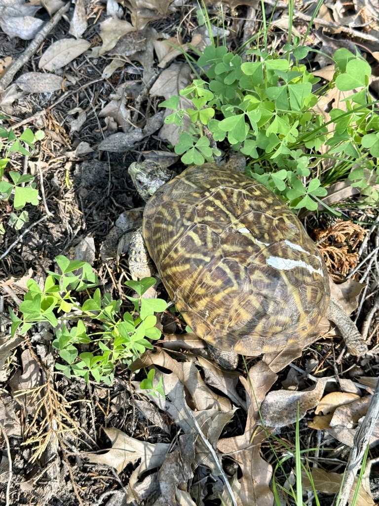 Ornate Box Turtle in April 2024 by Jessica Martin · iNaturalist