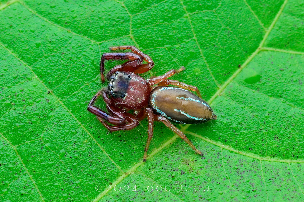 Fighting Spider from 中国广西壮族自治区崇左市龙州县 on February 1, 2024 at 09:20 PM by ...