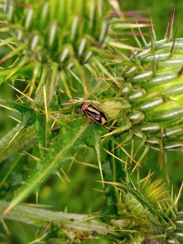 Pleasing Flea Beetle from 67617 N.L., México on April 7, 2024 at 04:20 ...