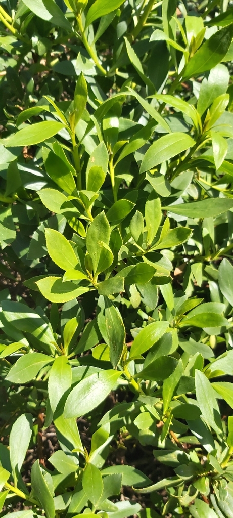 common boobialla from Wonthaggi Heathlands - Sherry Collins track on ...