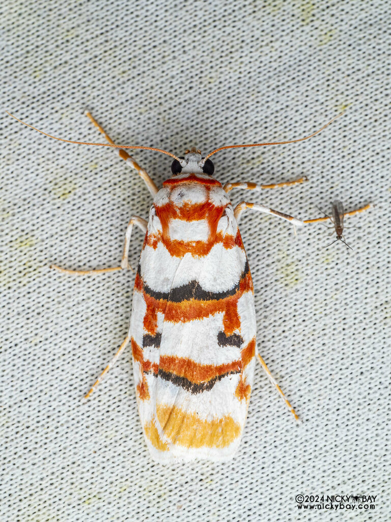 Cyana malayensis from Trusmadi Forestry reserve FMU 10, Apin Apin ...