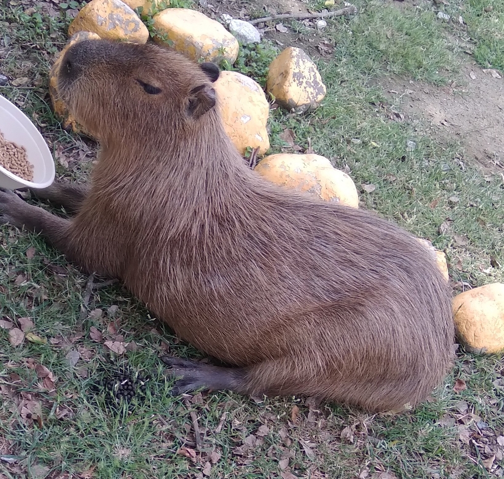 Capybaras from 40303 Gro., México on April 6, 2024 by Citlalli PT ...