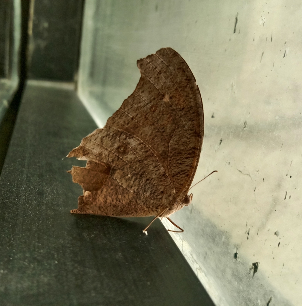 Common Evening Brown from GRX5+44W, Ward No. 8, NCL Colony, Pashan ...