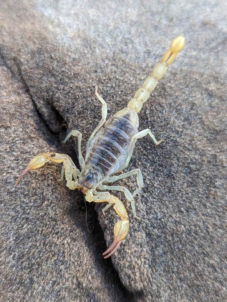 California common scorpion from Monterey County, CA, USA on March 31 ...
