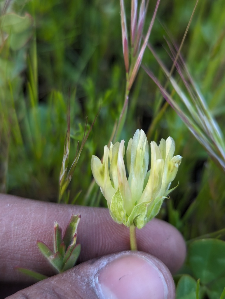 clovers from Monterey County, CA, USA on March 31, 2024 at 05:55 PM by ...