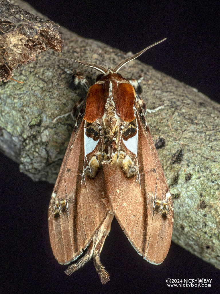 Ginshachia bronacha from Trusmadi Forestry reserve FMU 10, Apin Apin ...