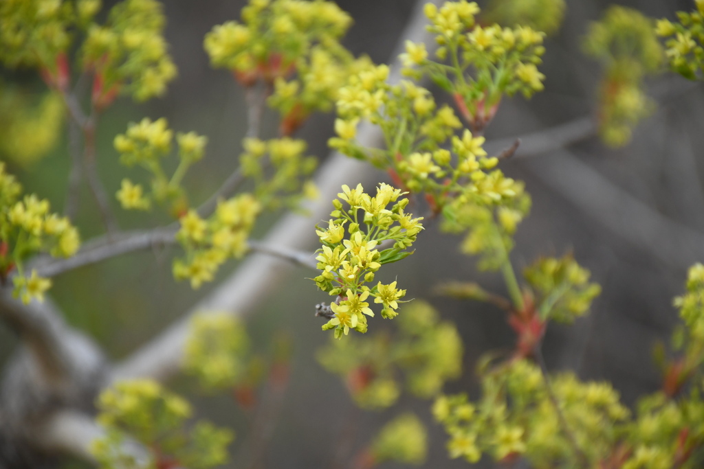 Shandong Maple from 中国北京市海淀区 on April 5, 2024 at 09:14 PM by 颜鹏鹏 ...