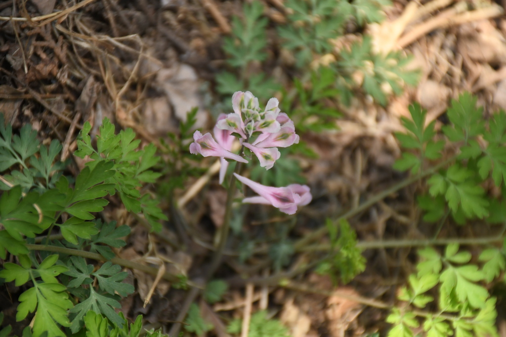 Corydalis edulis from 中国北京市海淀区 on April 5, 2024 at 09:14 PM by 颜鹏鹏 ...