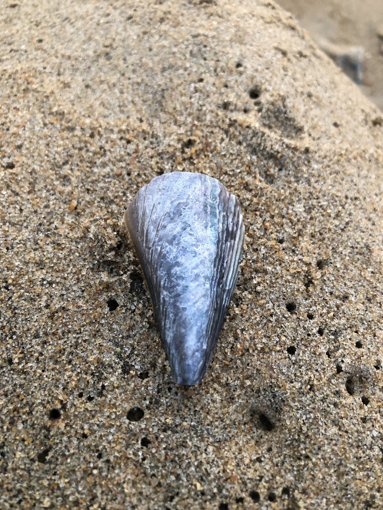 common razor clam from Bay of Bengal, TN, IN on April 8, 2024 at 06:01 ...