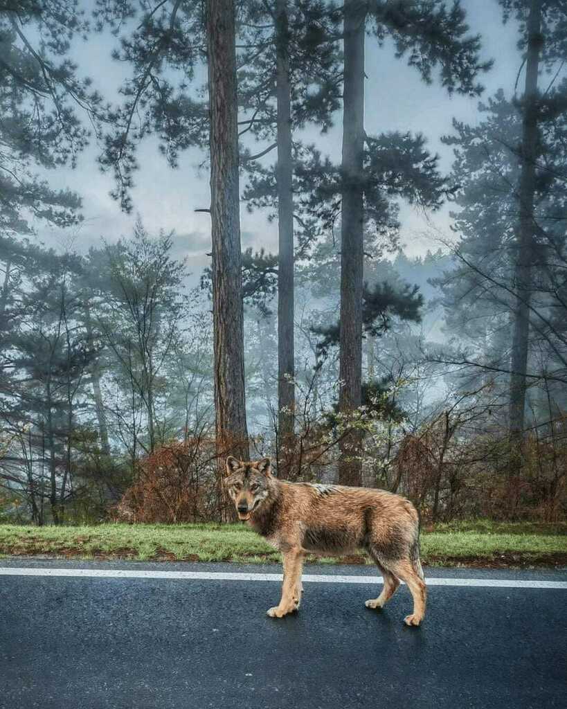Eurasian Wolf in April 2024 by Gábor Csata. Help me identify this ...