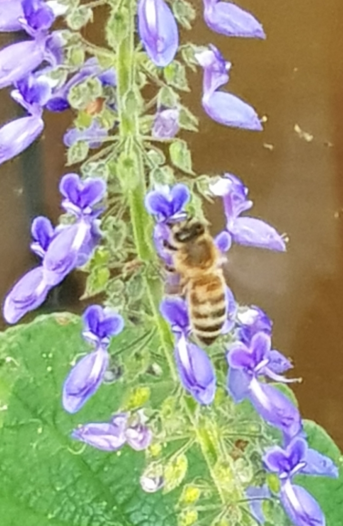Western Honey Bee from Botanic Ridge VIC 3977, Australia on January 12 ...