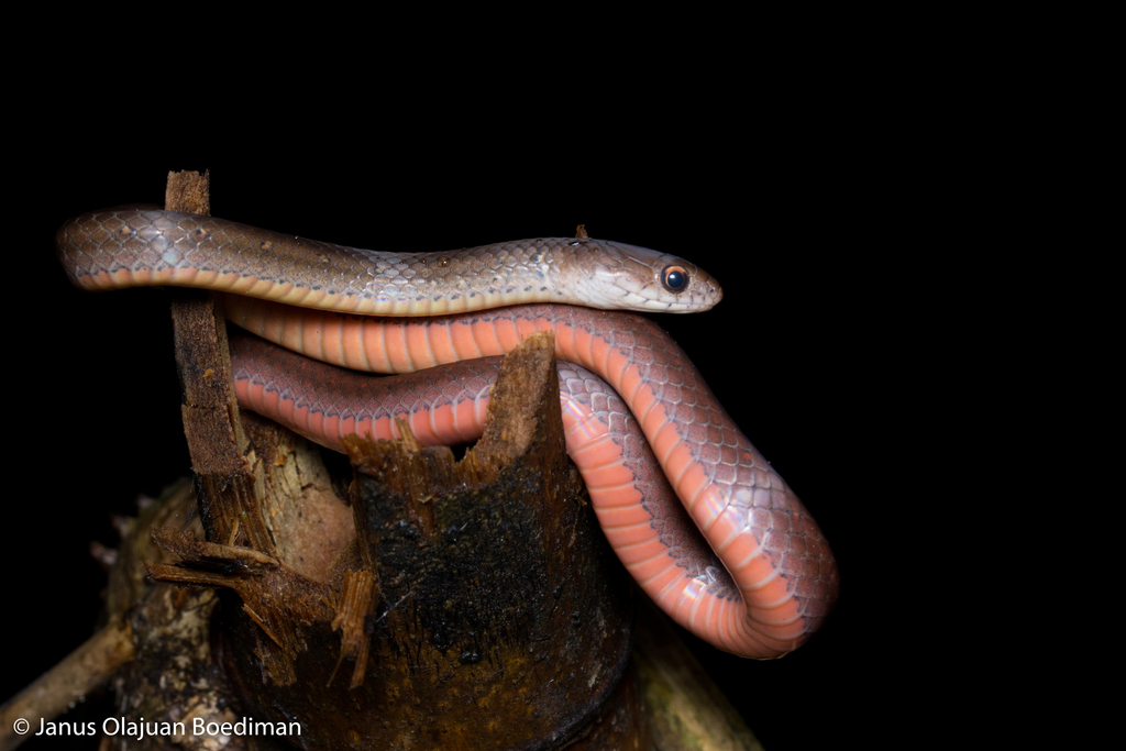 Orange-bellied Snake in January 2024 by Janus Olajuan Boediman ...